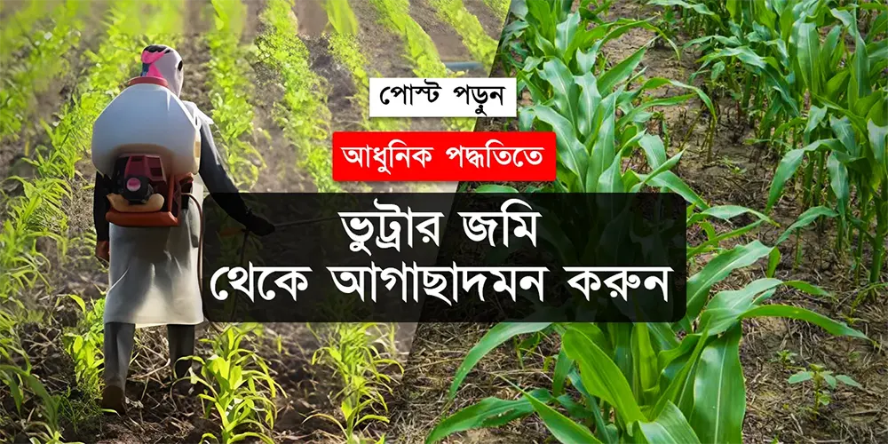 Blog Post - কৃষিঘর ডটকম | Krishi Ghor